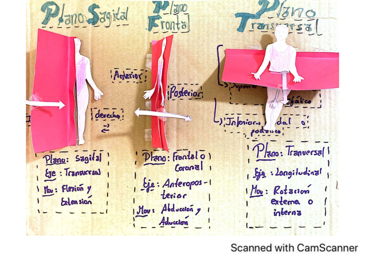 Ejes y planos-Camila Margaret Zapana Ticona-paralelo 105 - Anatomía ...