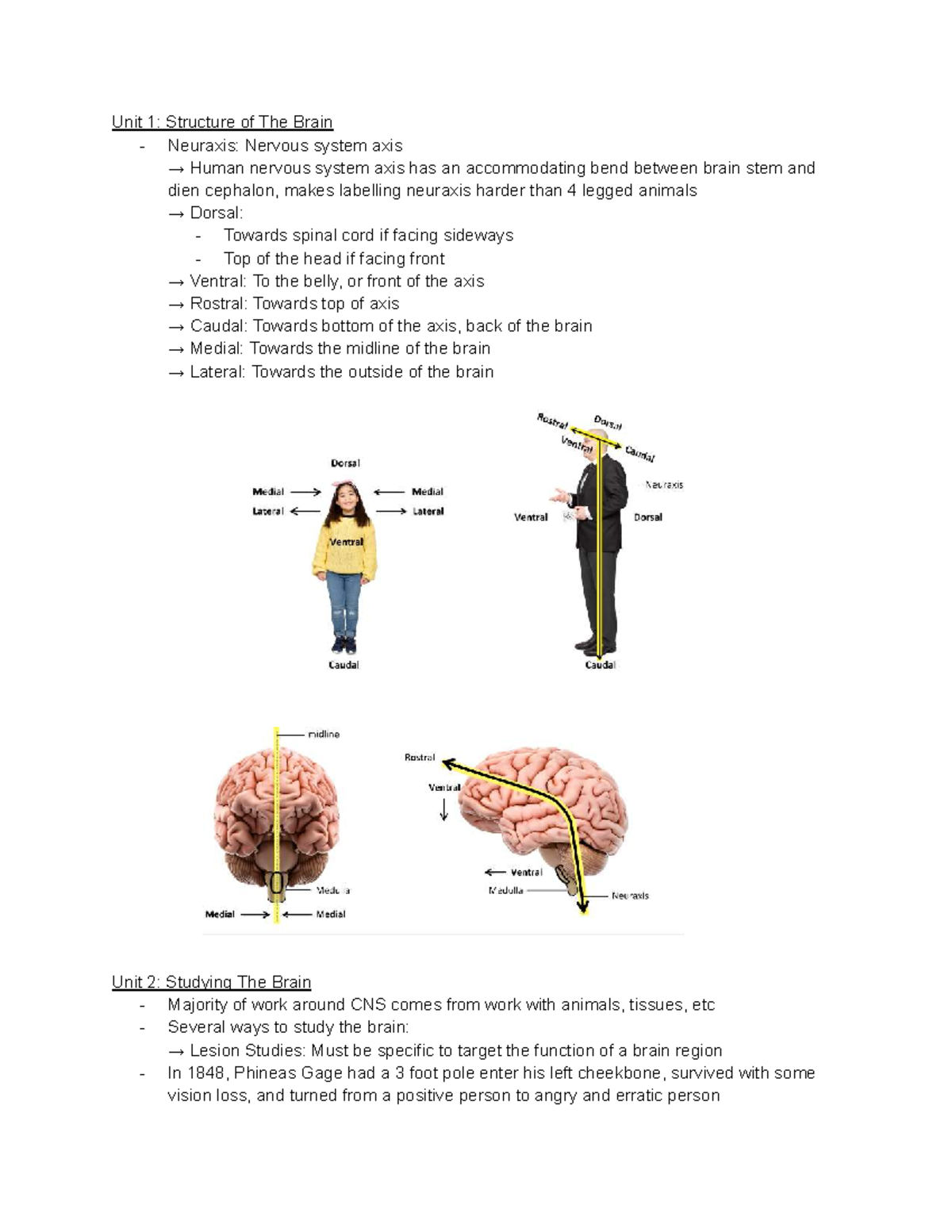 Psych 1FF3: Neuroscience Unit Overview and Brain Structure Insights ...