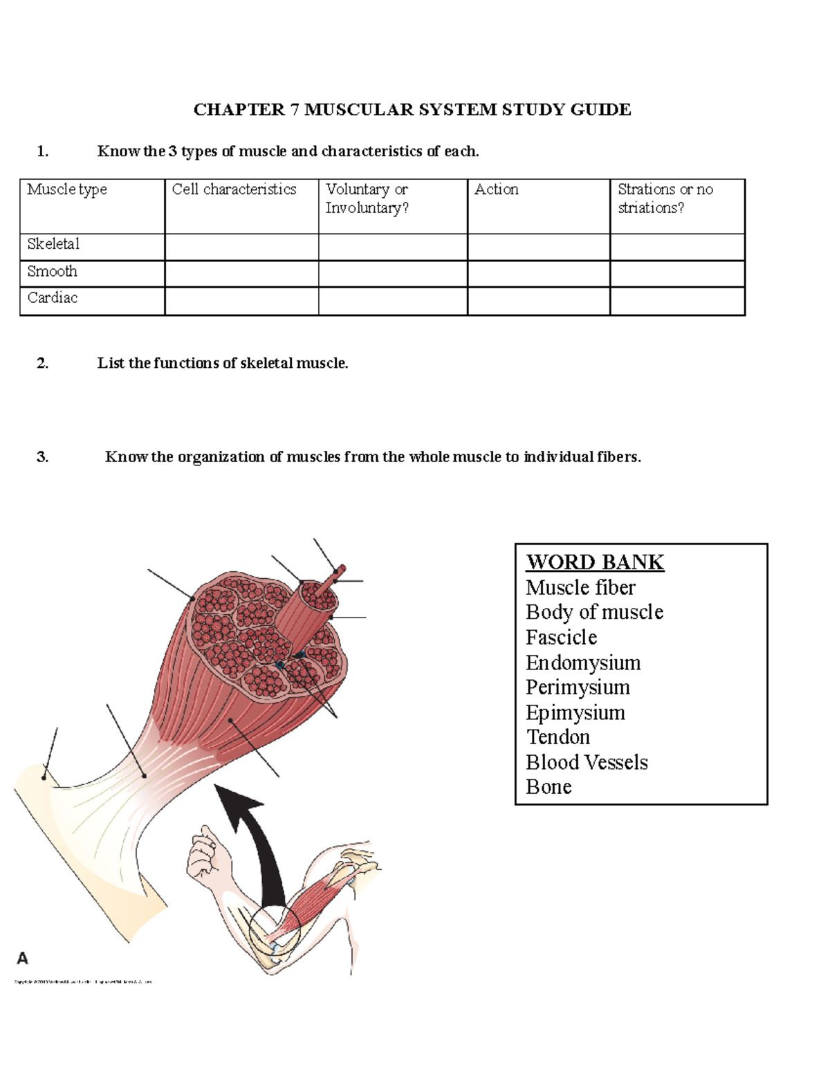BIO 100 Muscle Study Guide - CHAPTER 7 MUSCULAR SYSTEM STUDY GUIDE Know ...