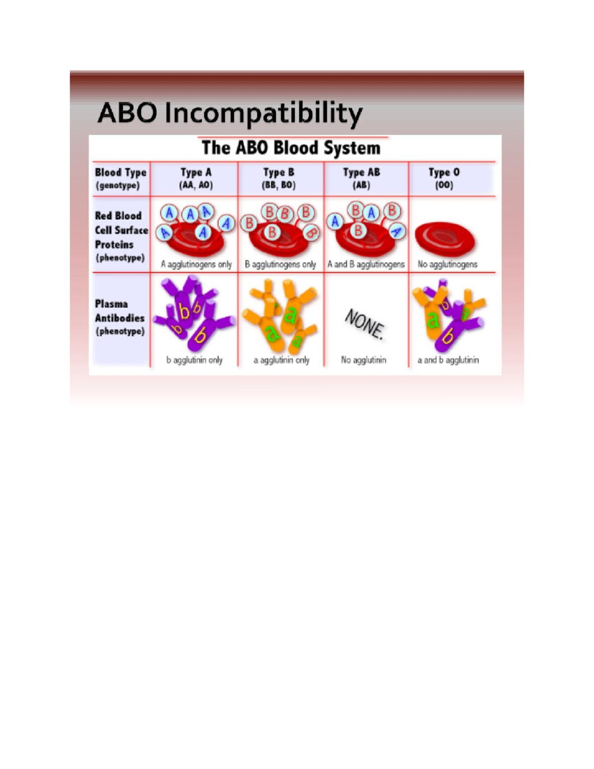 ABO Incompatibility: Understanding Blood Types and Antigens - Studocu