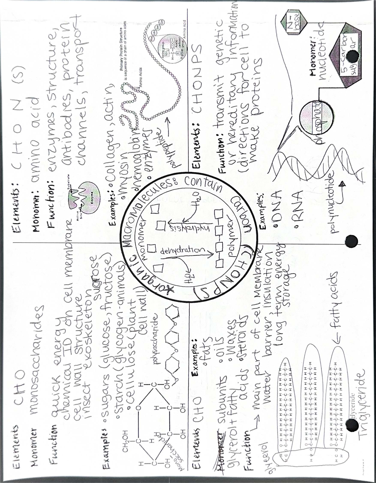 Macromolecules Worksheet & Key: CHO, CHONPS Overview - Studocu