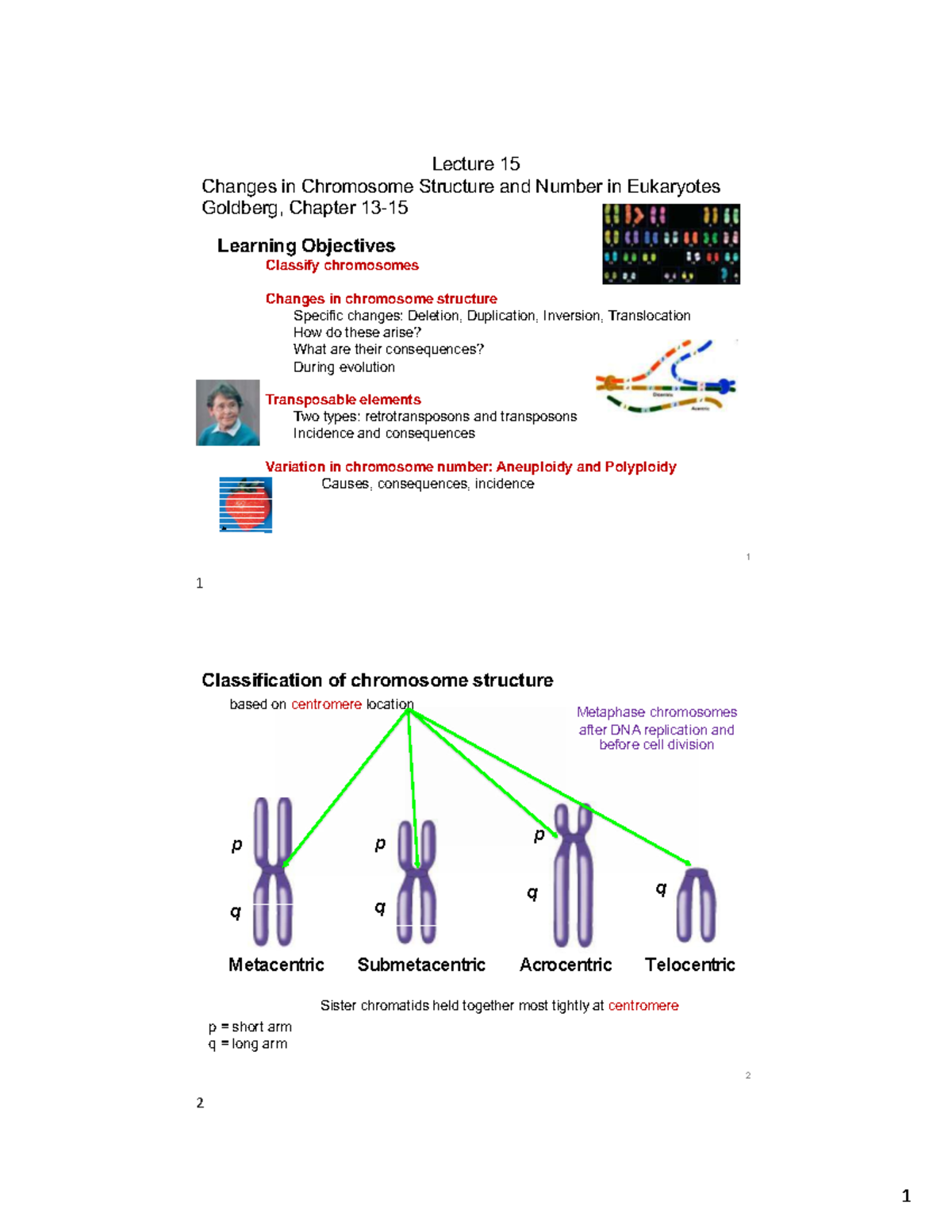 Eukaryotic Chromosome Abnormalities: Structure, Number & Implications ...