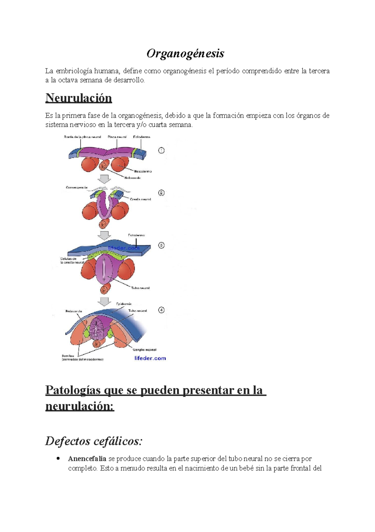 Organogénesis y Neurulación: Patologías Asociadas en Embriología - Studocu