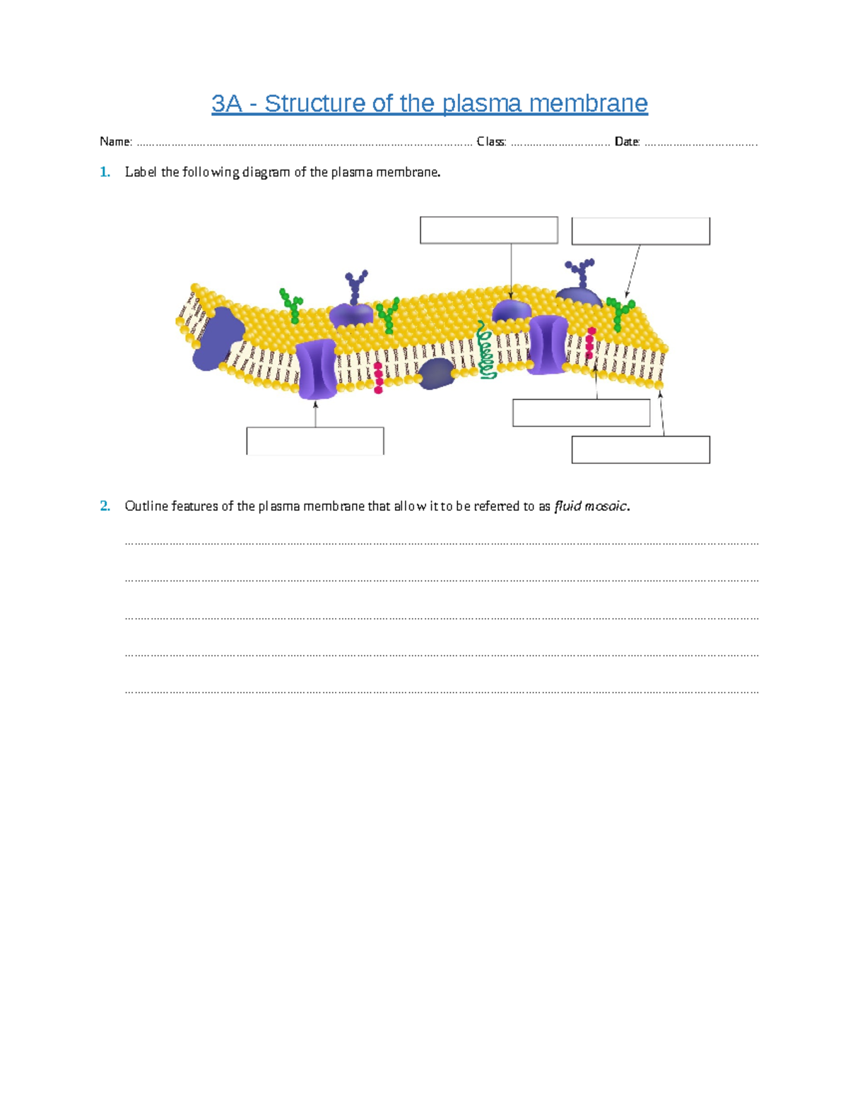 3A - Fluid Mosaic Model of the Plasma Membrane - Studocu