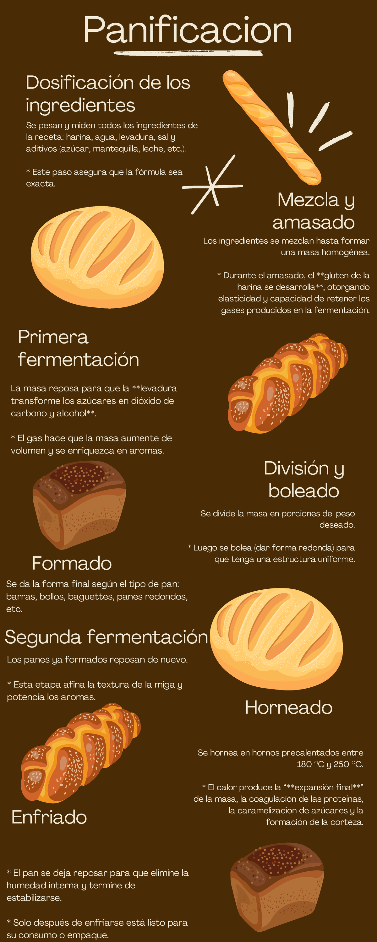 Infografía sobre Panificación y Proceso de Horneado 20250911 - Studocu