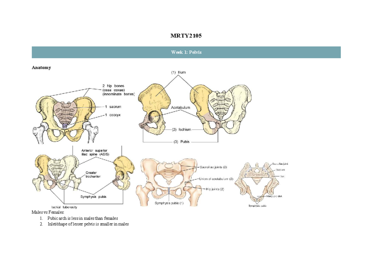 MRTY2105 Week 1-3: Pelvis, Lumbar & Thoracic Spine Anatomy Notes - Studocu
