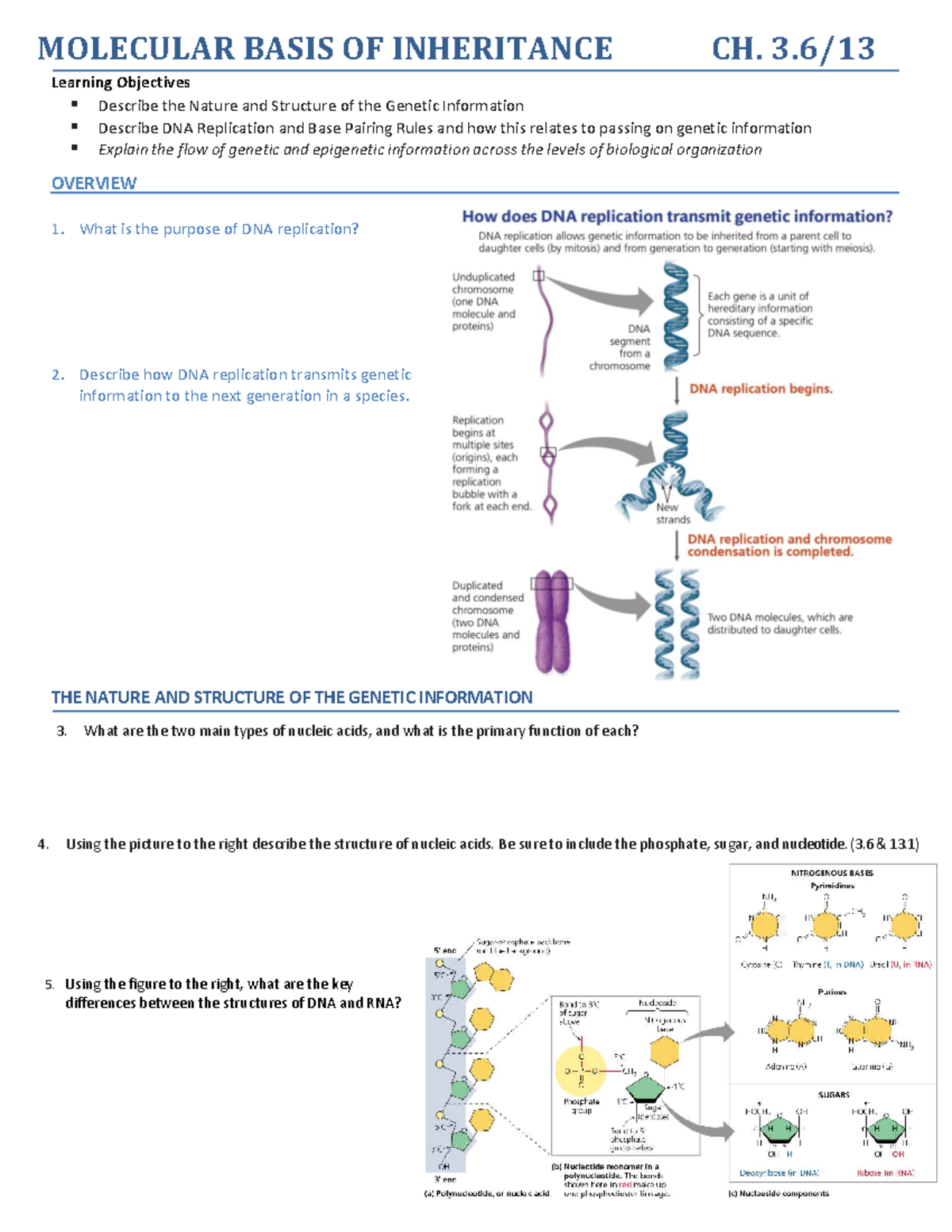 Molecular Basis of Inheritance Study Guide (BIO 101) - Studocu