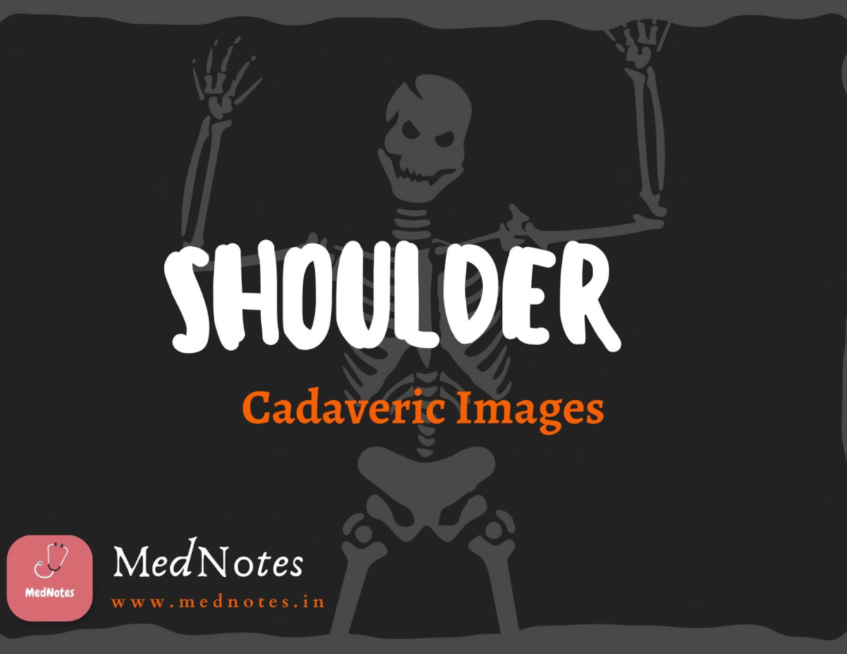 Shoulder Anatomy MedNotes: Glenohumeral Joint & Surrounding Structures ...