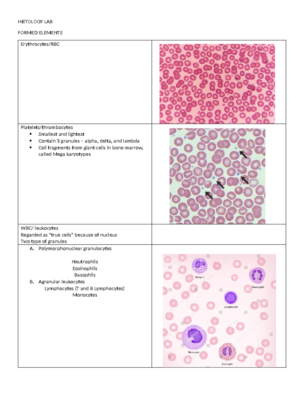 Histology-LAB - histo - HISTOLOGY LAB FORMED ELEMENTS Erythrocytes/RBC ...