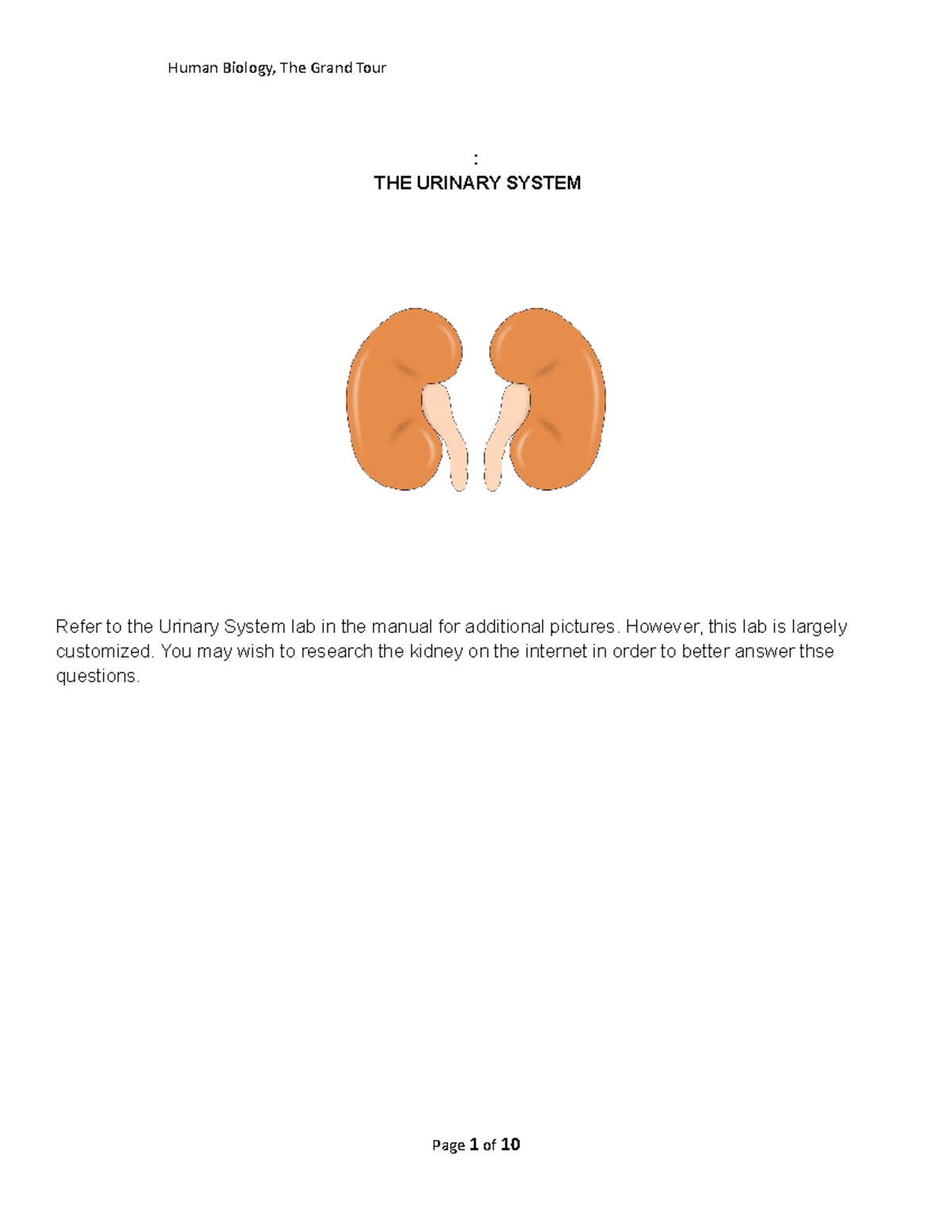 Lab 9 The Urinary System - : THE URINARY SYSTEM Refer to the Urinary ...