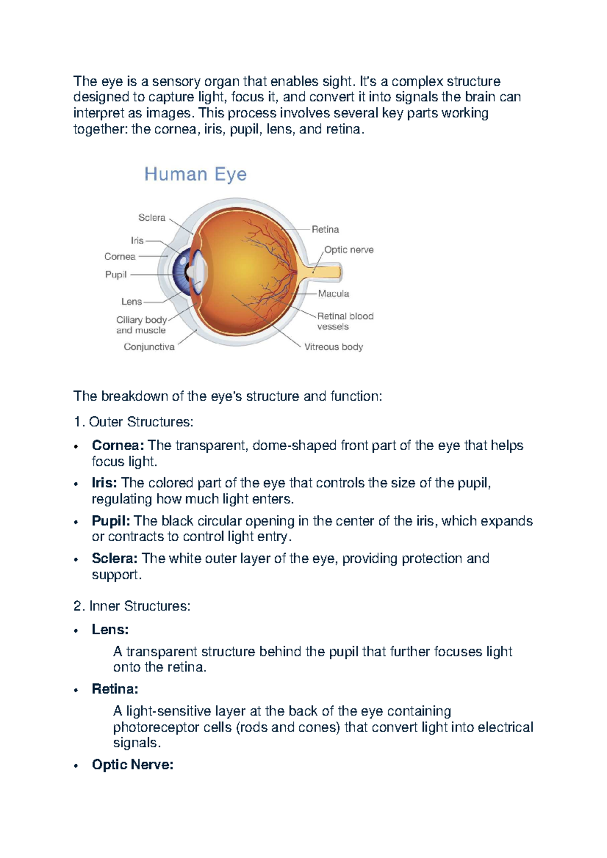 The Eye: Structure, Function, and Vision Conditions (BIO101) - Studocu