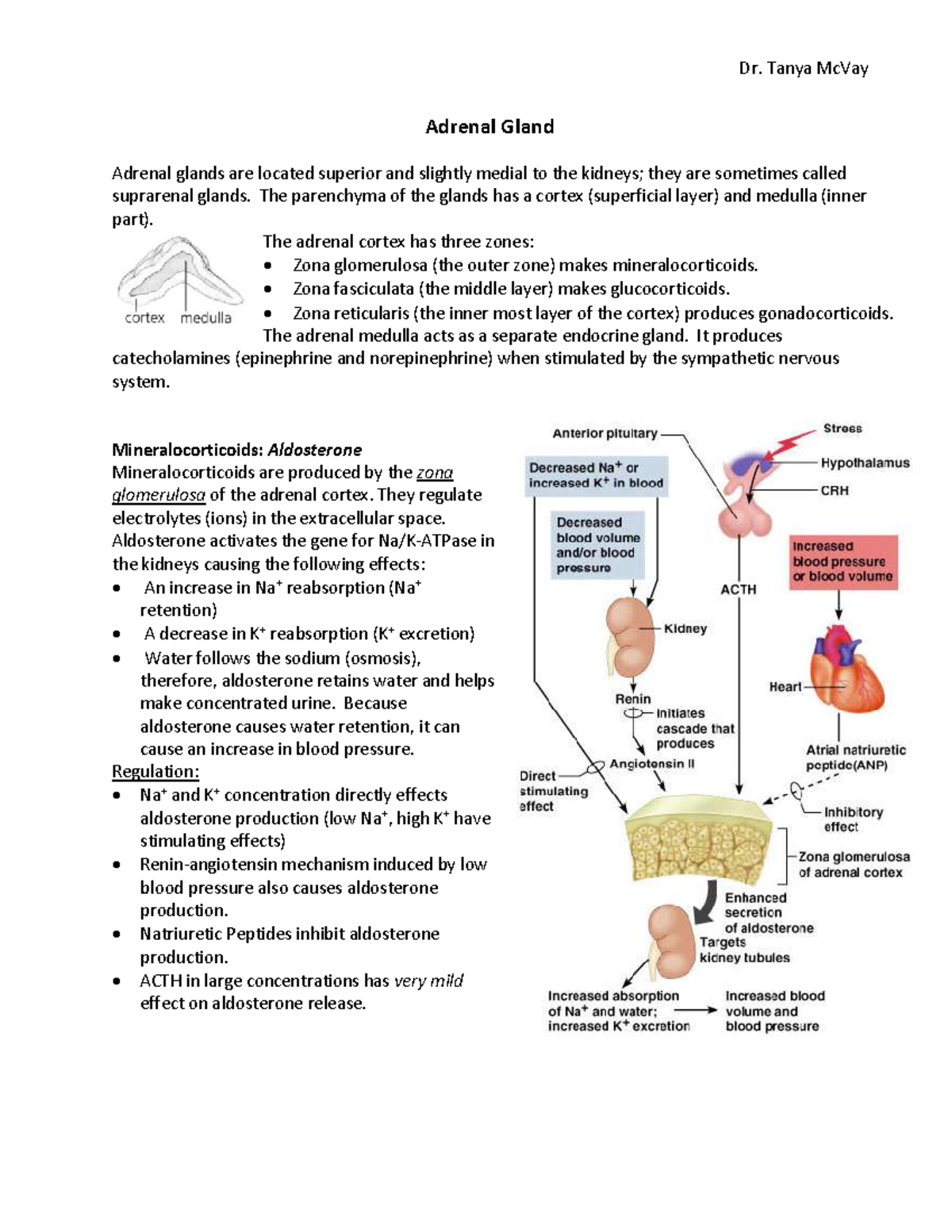 Adrenal Gland Function & Pathology - L4 Lecture Notes by Dr. Tanya ...