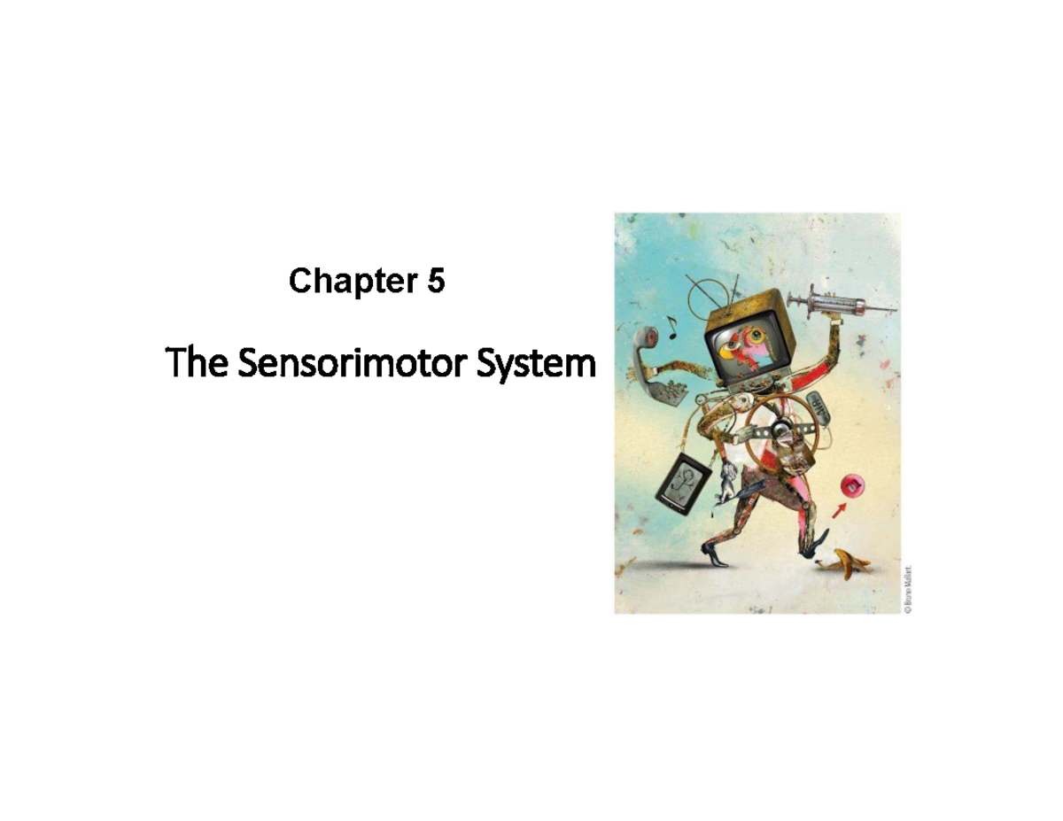 Motor Control and Sensory Processing Overview - Chapter 5 - Studocu