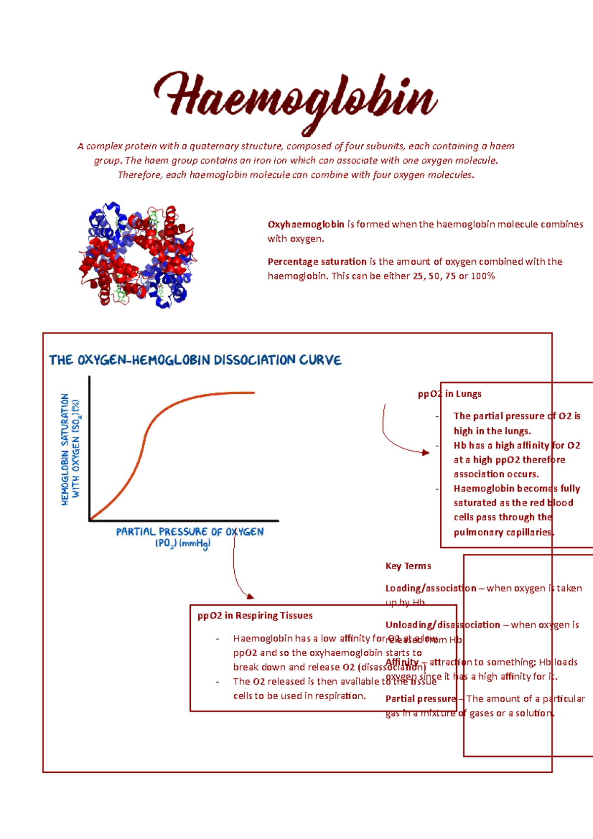 Haemoglobin: Structure, Function & Oxygen Disassociation Study Notes ...