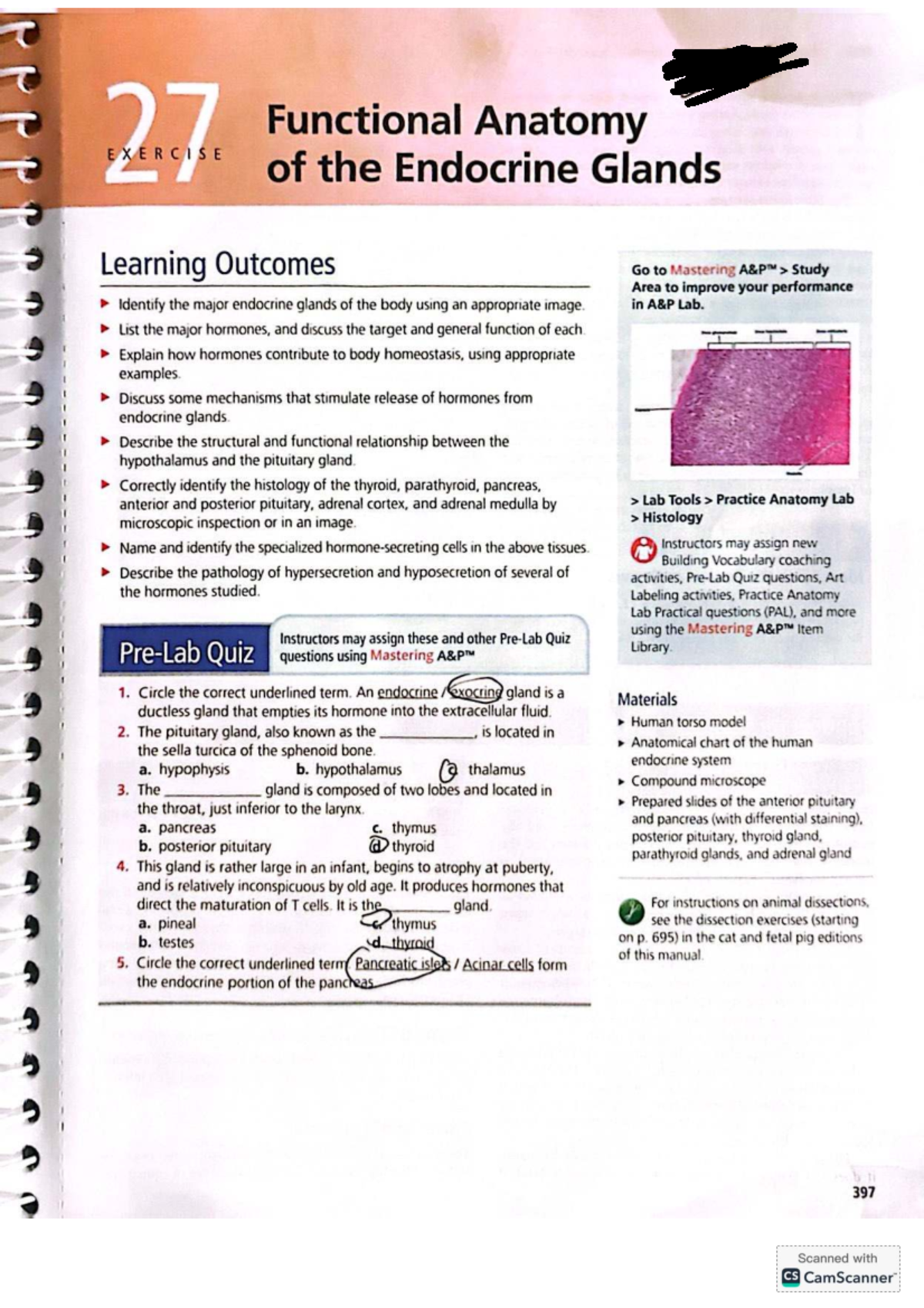 Functional Anatomy of Endocrine Glands Lab - Exercise 27 Review - Studocu