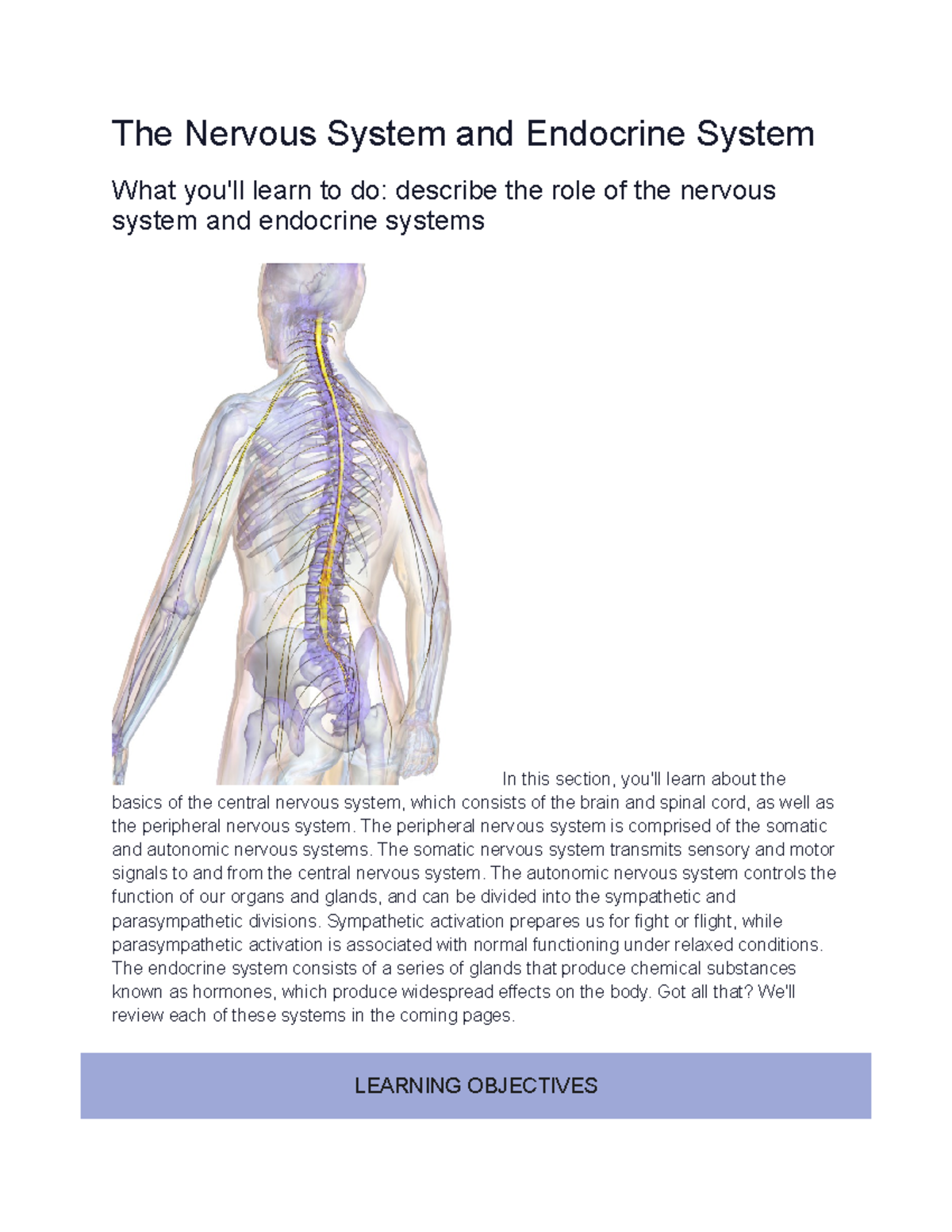 NERV-101: Final Exam Notes on the Nervous & Endocrine Systems - Studocu