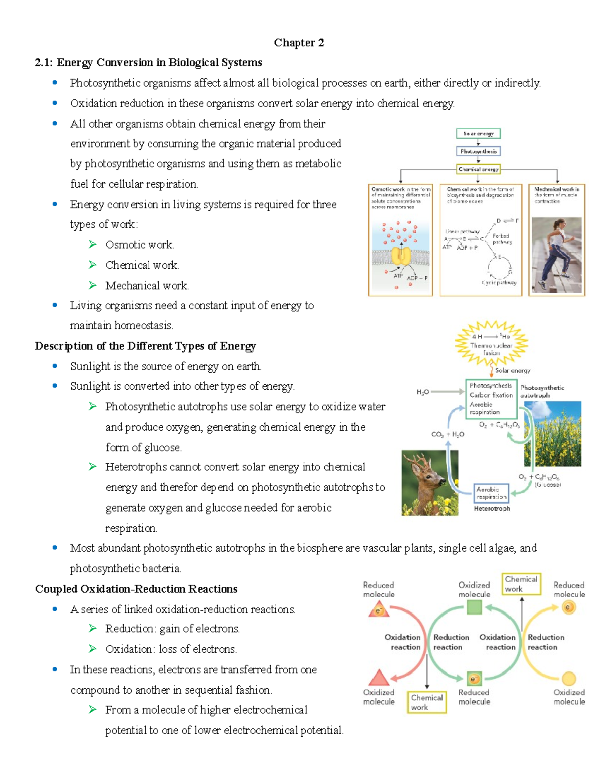 CH2 Summary: Energy Conversion and Biological Systems Insights - Studocu