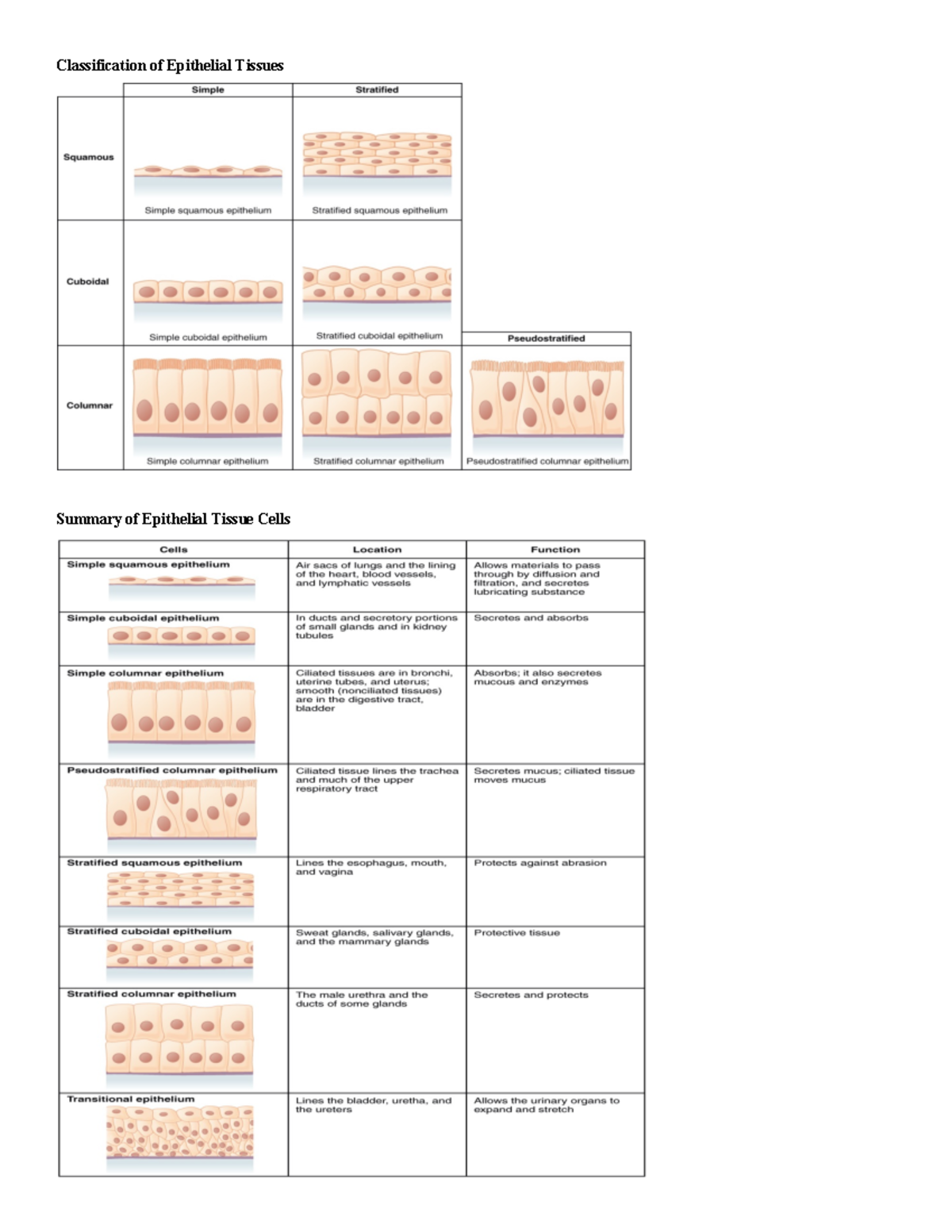 Epithelial Tissue Function And Location