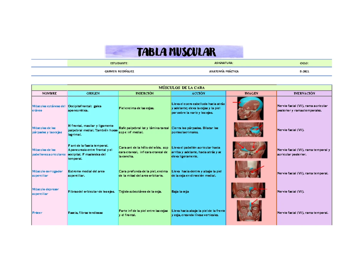 Resumen de la Anatomía del Maxilar y Mandíbula - Anatomía Humana - Studocu