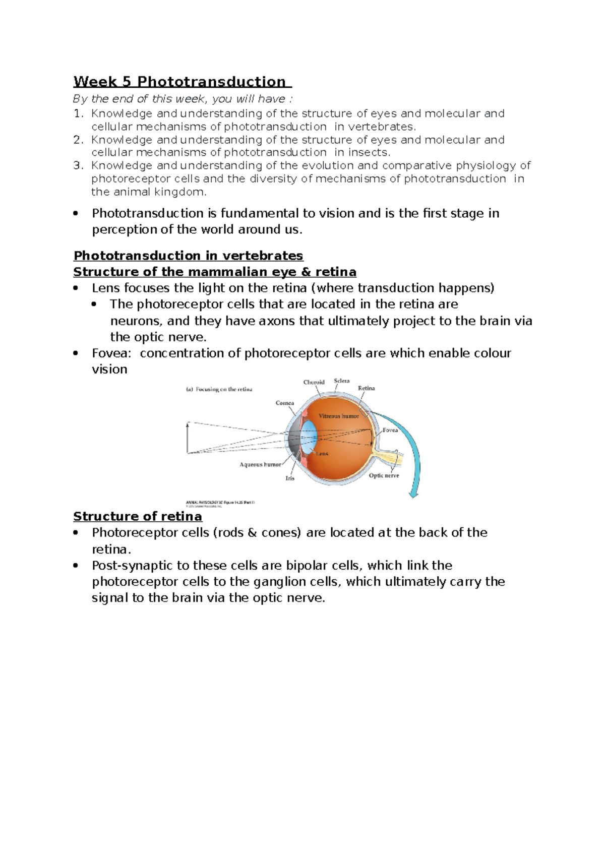 Week 5: Understanding Phototransduction Mechanisms in Eyes - Studocu