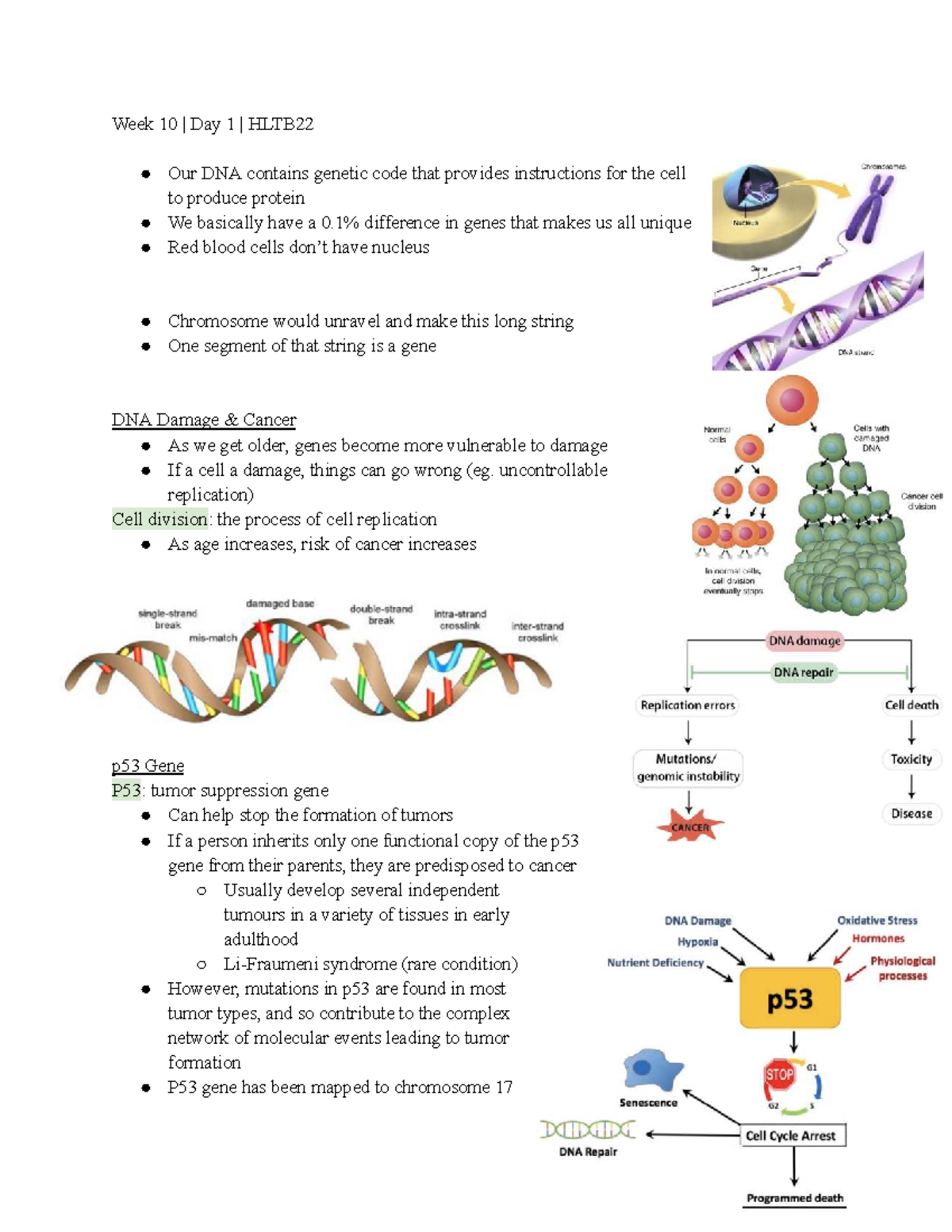 Week 10 Day 1 HLTB22: Genetic Code, DNA, and Protein Synthesis Overview ...
