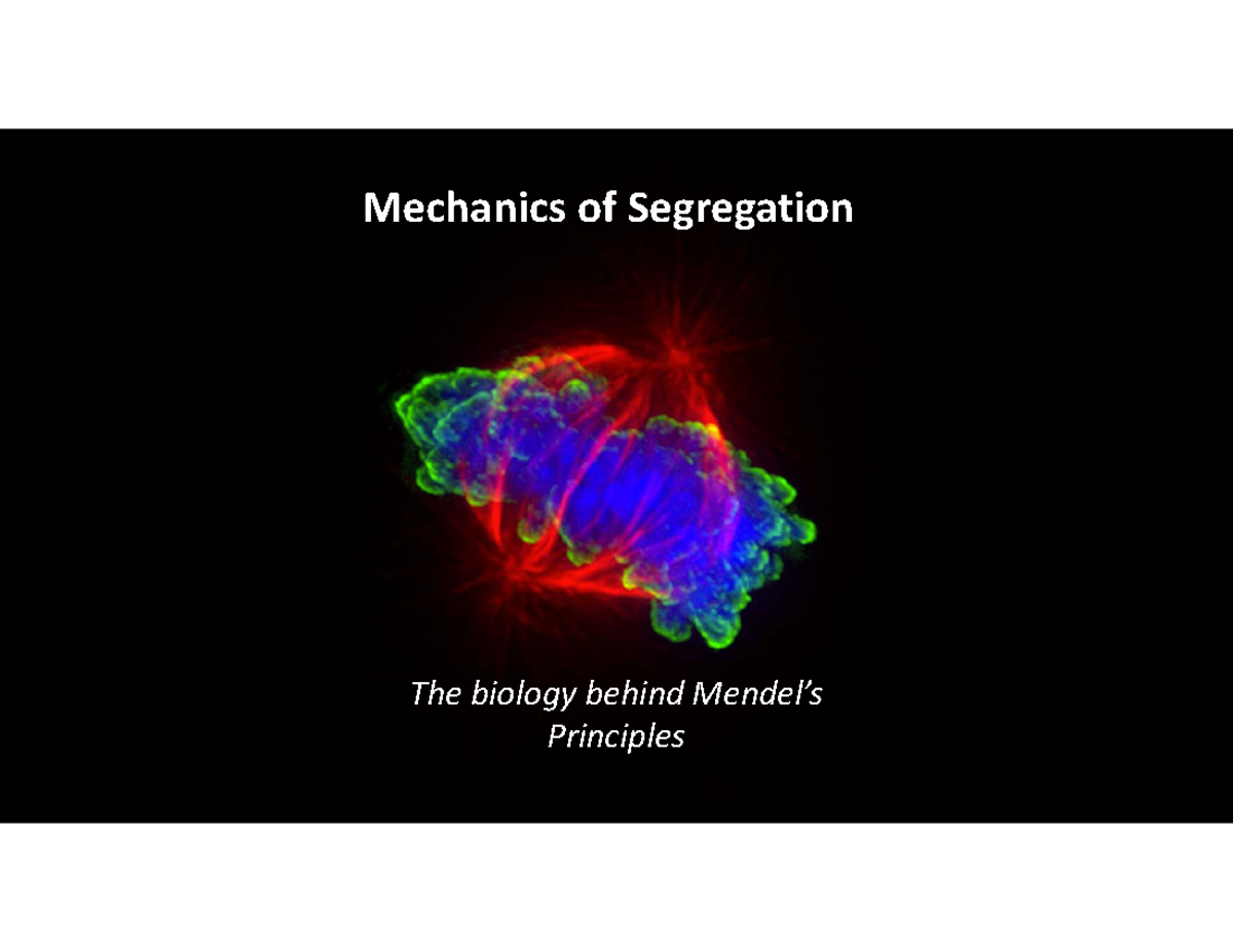 Mechanics of Segregation: Understanding Cell Cycle Principles (BIO 101 ...