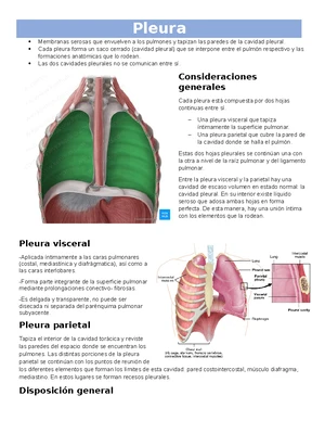 CODO - RESUMEN DE ARTICULACIONES Y LIGAMENTOS DEL CODO - Studocu