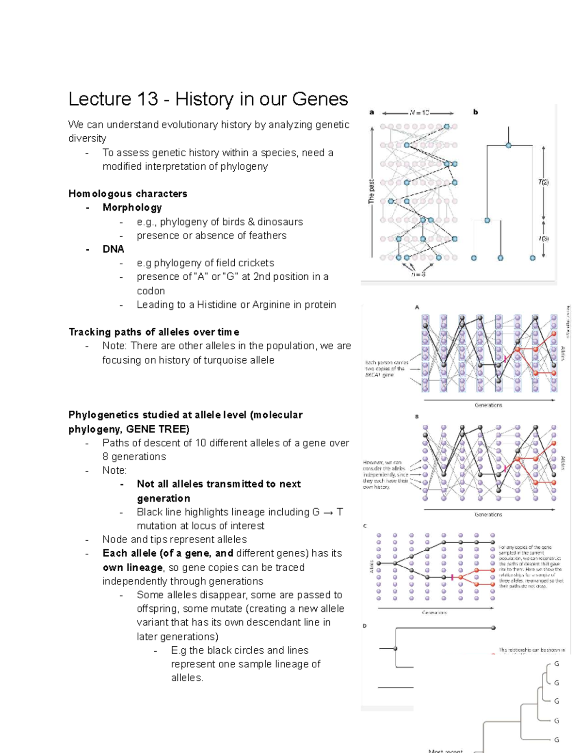 Lecture 13: Evolutionary History and Genetic Diversity Analysis - Studocu