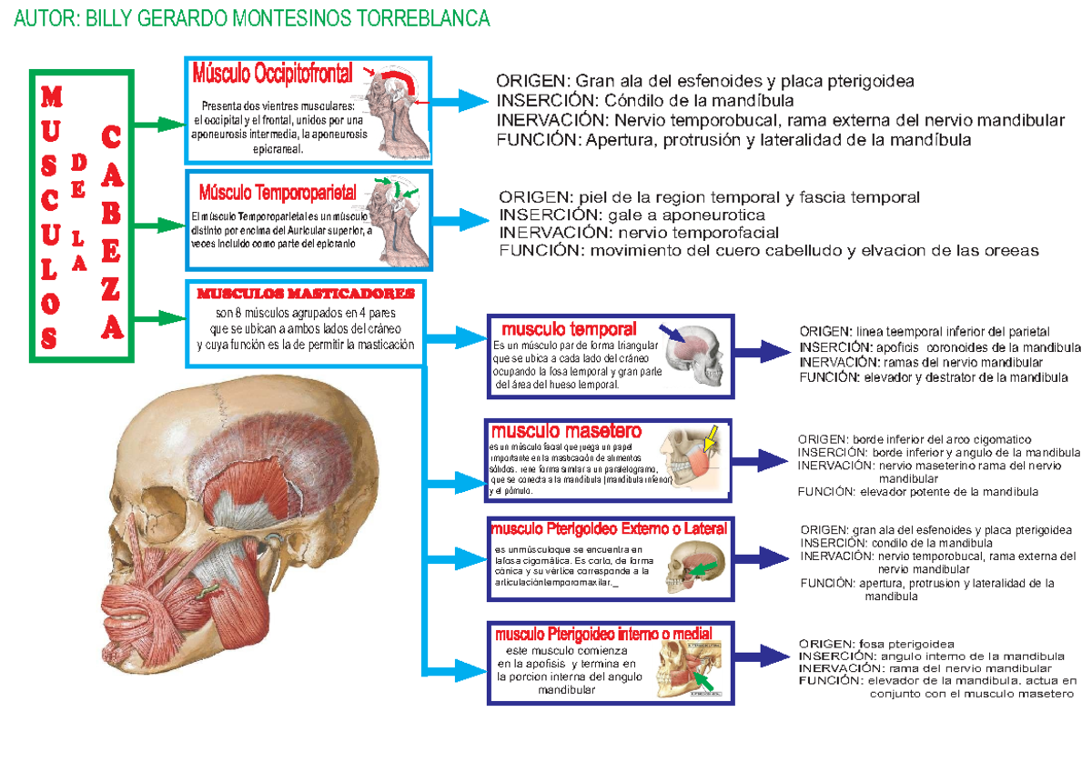 Origen E Inserción Del Músculo Pterigoideo Lateral