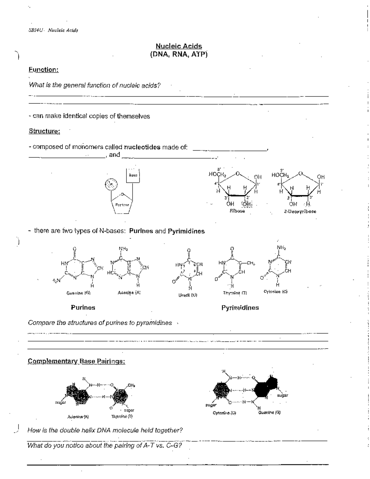 SBI4U Nucleic Acids Worksheet: Structure, Function, and Comparison ...