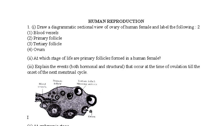 Human Reproduction-1: Key Concepts and Important Questions - Studocu