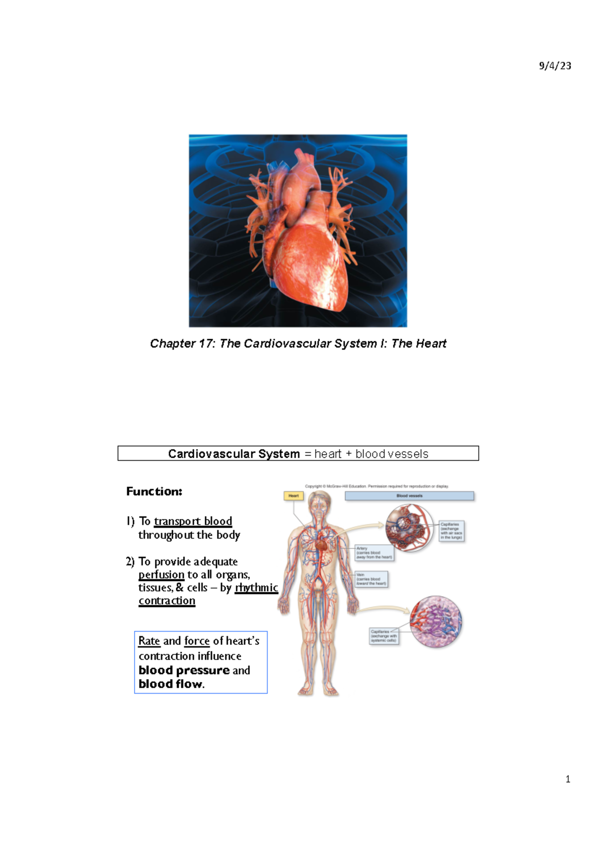Chapter 17: The Cardiovascular System I - The Heart Overview - Chapter ...