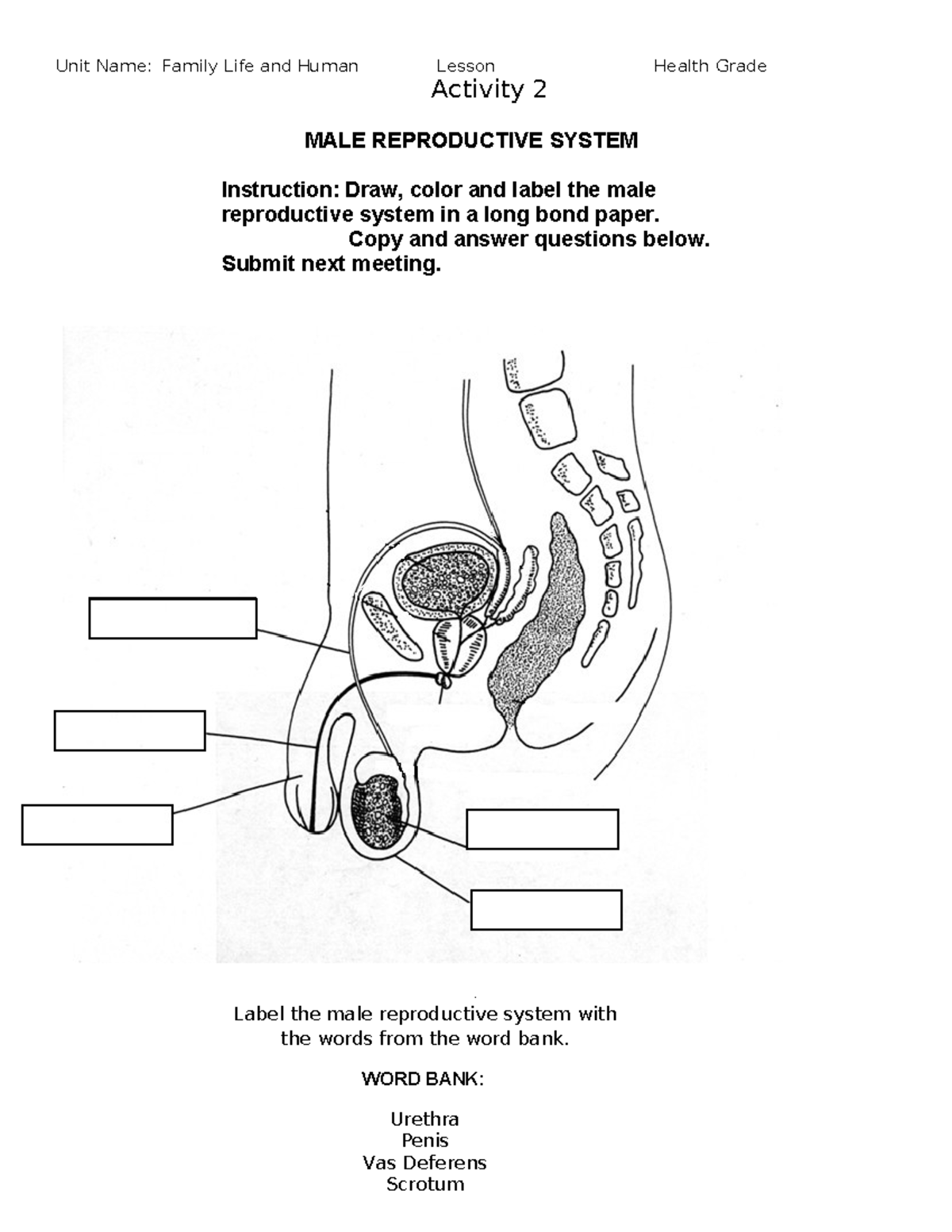 Family Life & Human Sexuality: Lesson 2 Activity 2 - Male Reproductive ...