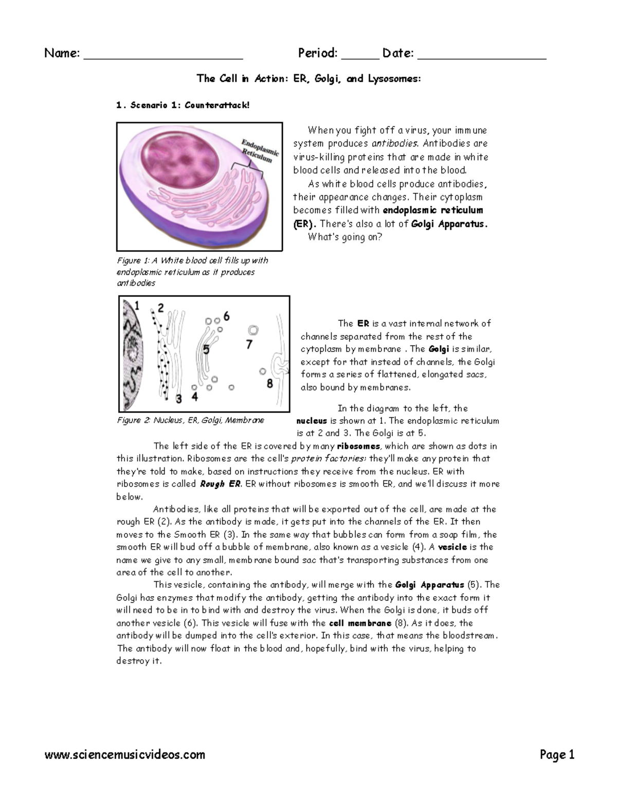 Endomembrane System Worksheet: AP Level on ER, Golgi, and Lysosomes ...