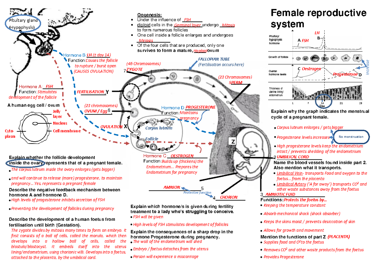5.2 Female Reproductive System Summary ENG MEMO - Studocu