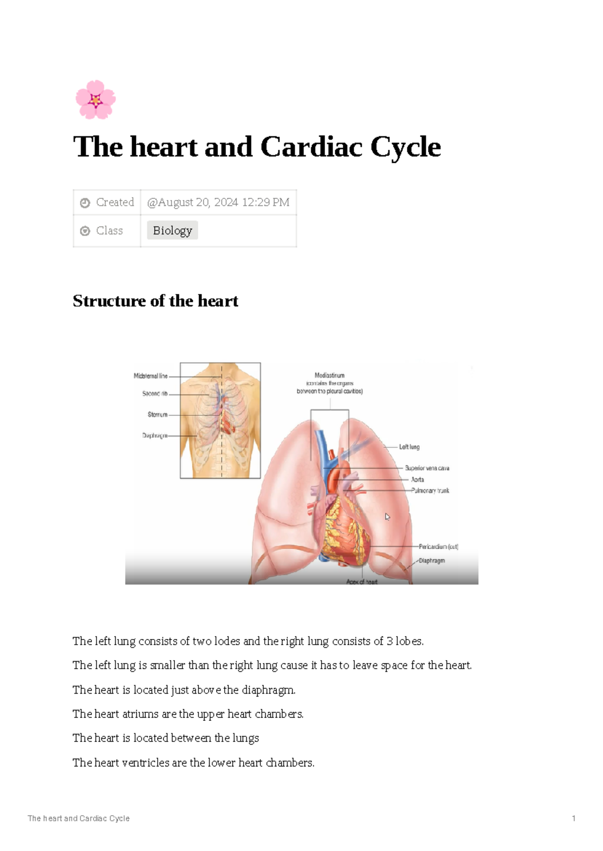 Biology 101: The Heart and Cardiac Cycle Overview - Studocu