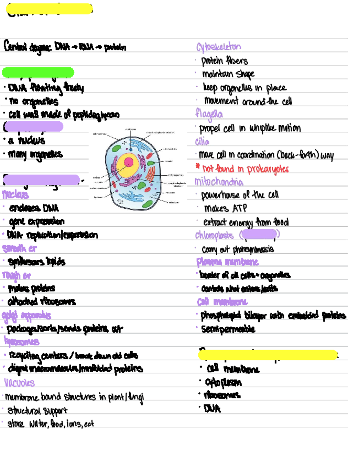 Biology Notes and Study Guide - COL 2: Central Dogma & Cell Functions ...