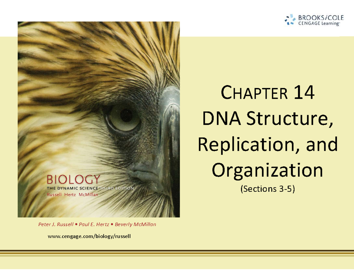 DNA Structure and Replication: Key Concepts (CH 14) - Studocu