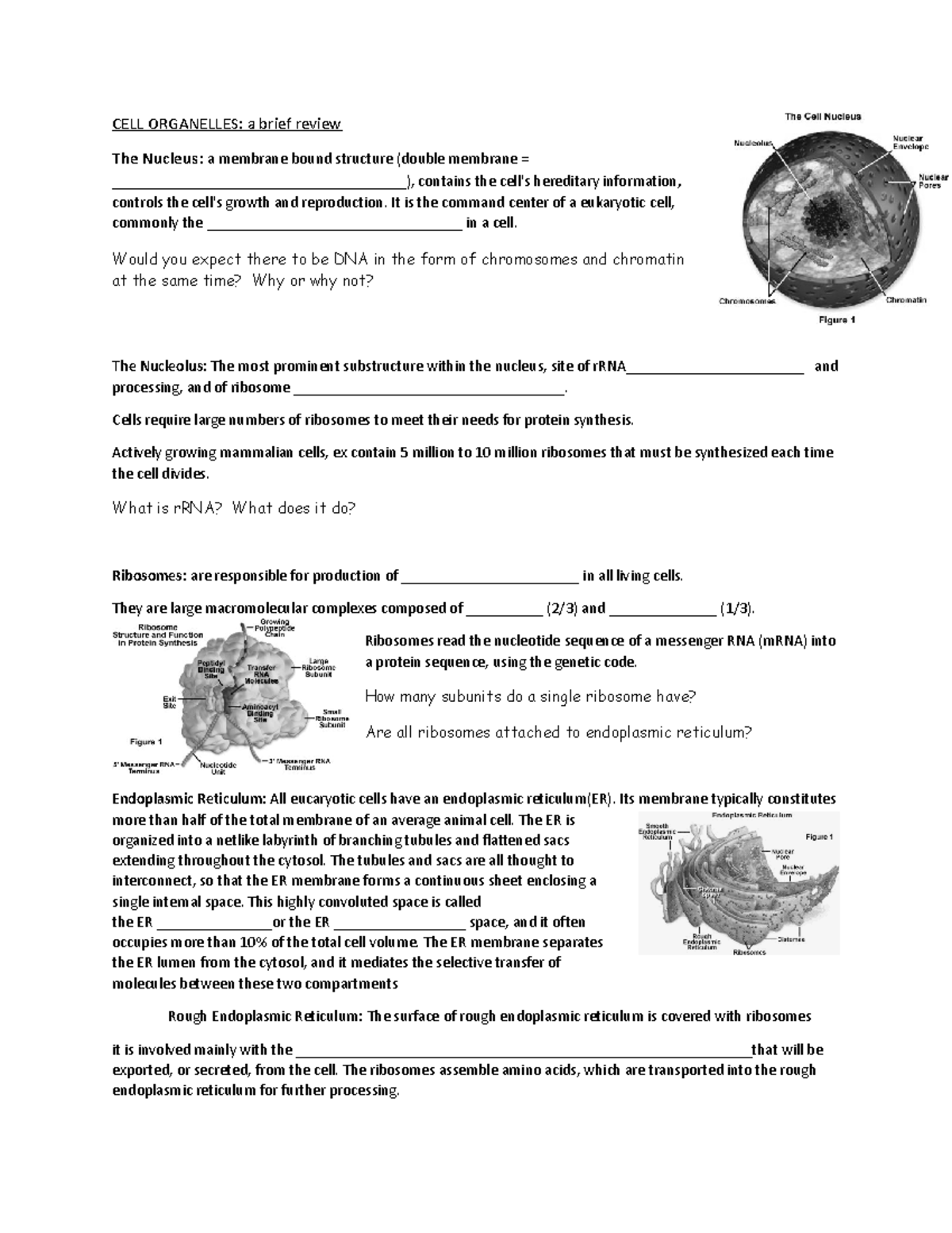CELL Organelles Review PPT (2020): Key Structures & Functions - Studocu