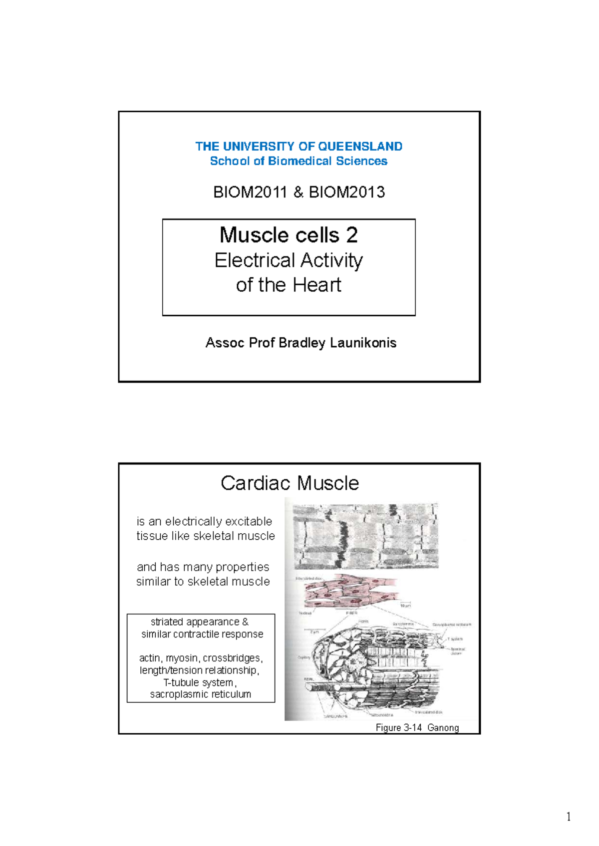 BIOM2011/BIOM2013 Muscle Cells 2: Electrical Activity of the Heart ...