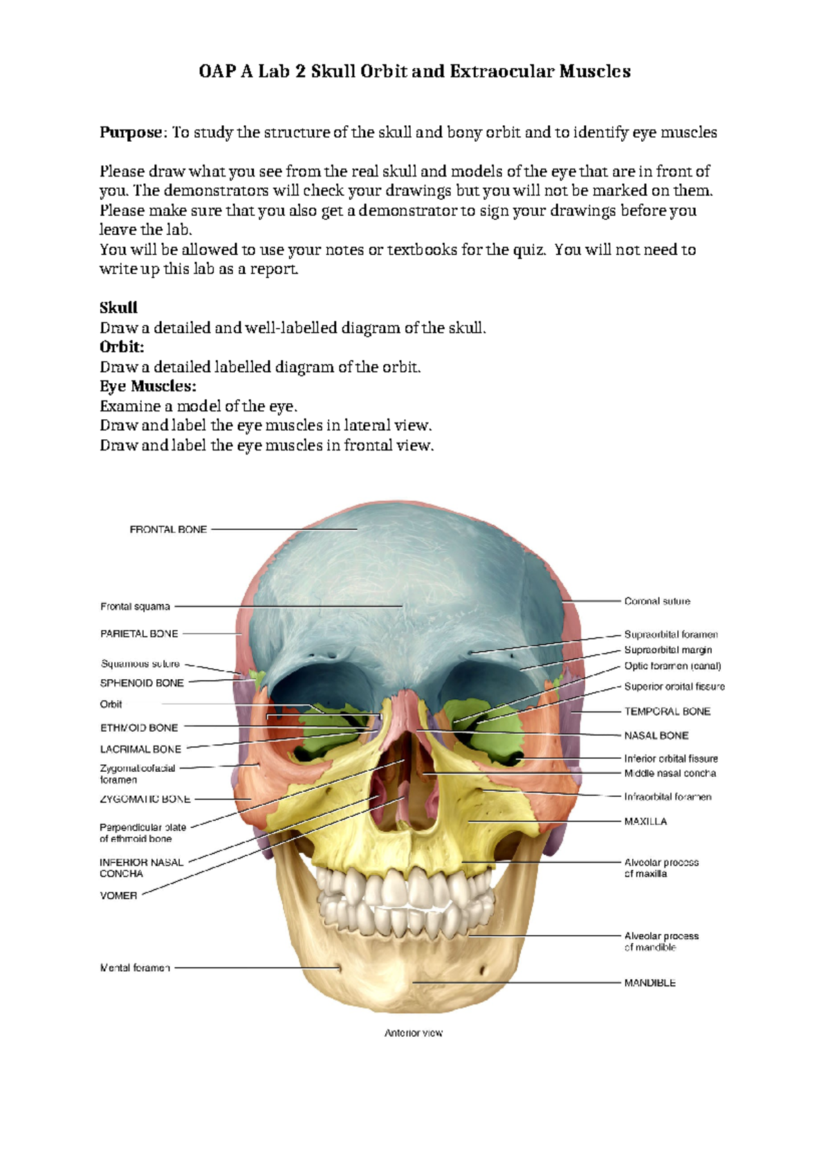 OAP A Lab 2: Skull Orbit & Extraocular Muscles Study Guide - Studocu