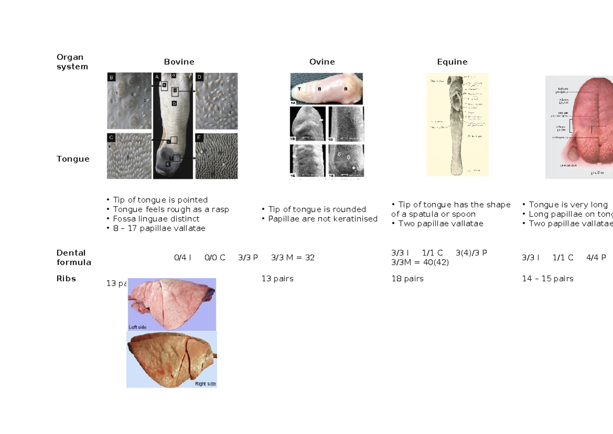 Organ System Comparisons: Bovine, Ovine, and Equine Insights - Studocu