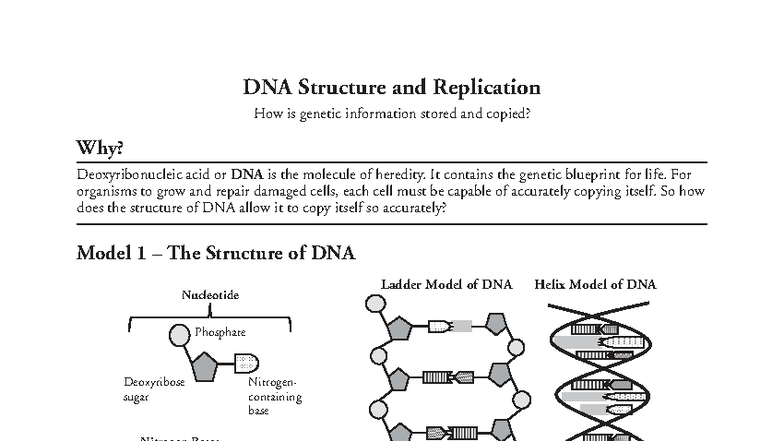 DNA Structure and Replication - POGIL Study Guide - Studocu