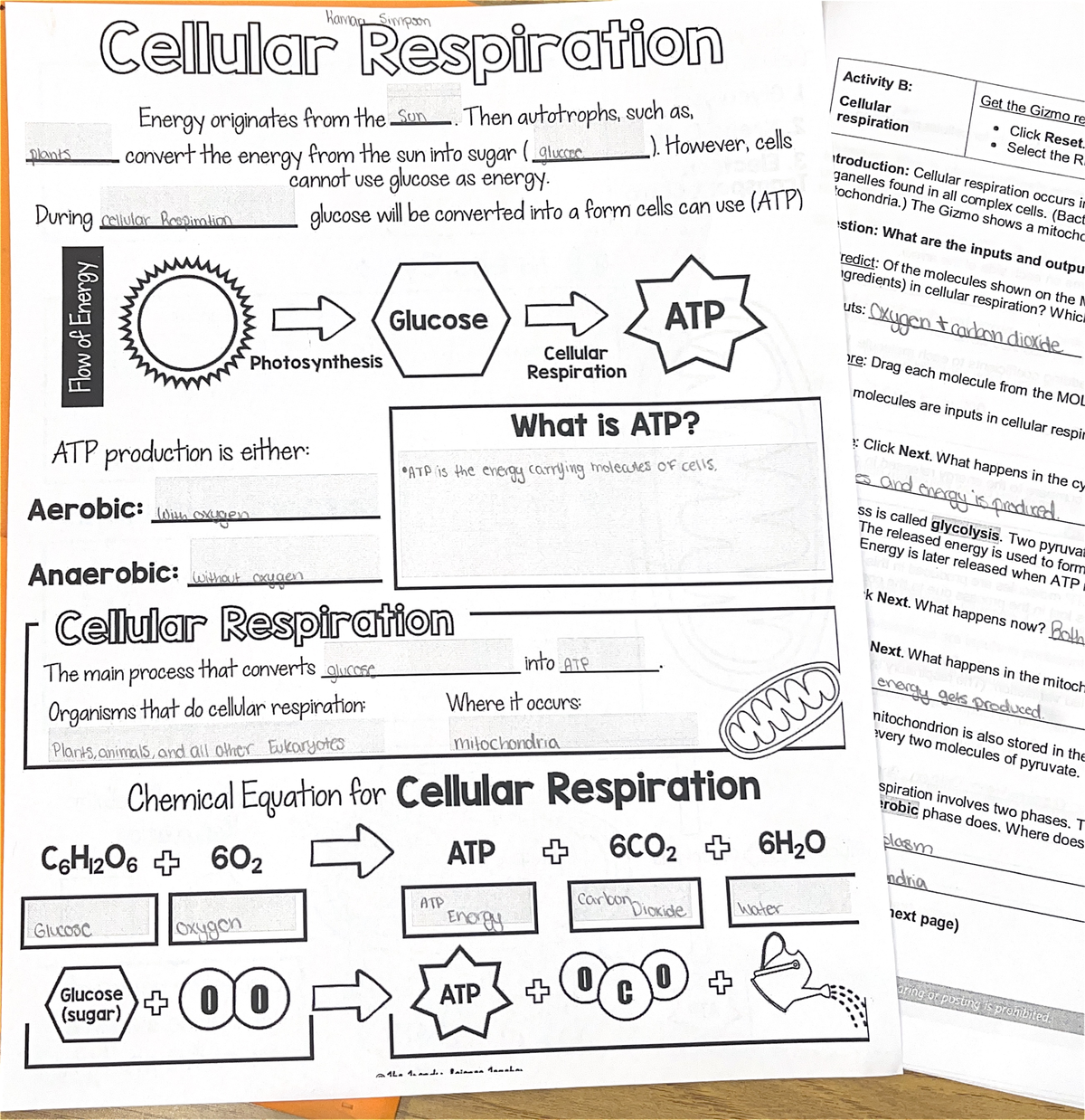 Scanned Document - Cellular respiration notes - Kamar Simpson Cellular ...