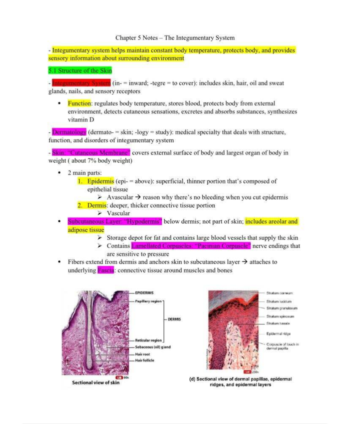 Chapter 5 Notes: The Integumentary System (BIO 101) - Studeersnel