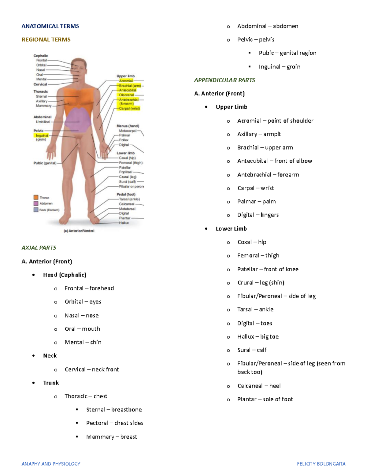 ANAPHY 101: Comprehensive Guide to Anatomical Terms and Body Cavities ...