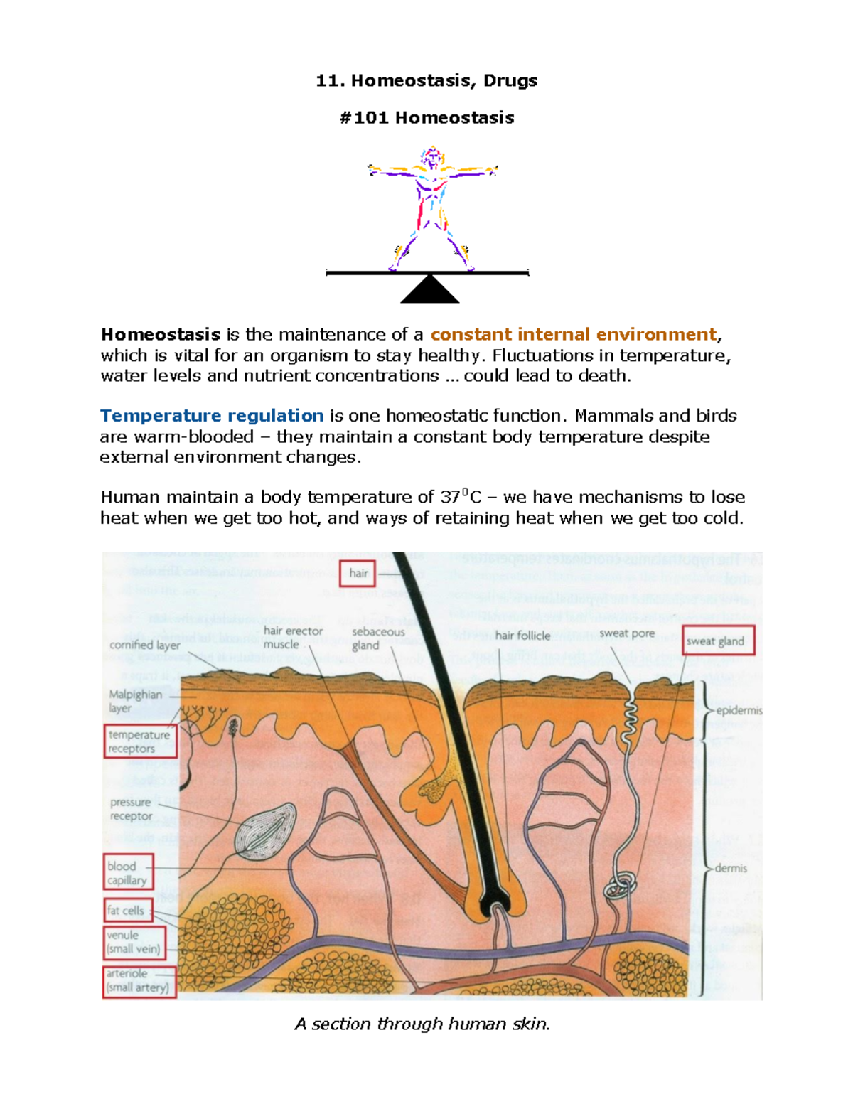 Homeostasis: Lecture Notes on Body Regulation & Drug Effects (Bio 101 ...