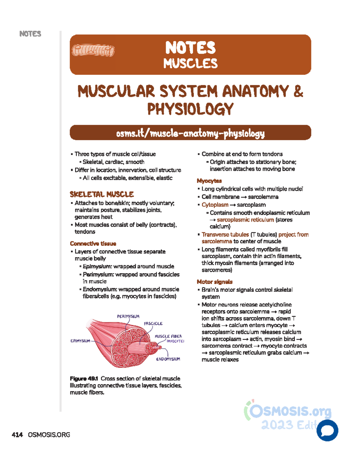 MSK Physiology Review Notes for Course MSK 101 - Studocu
