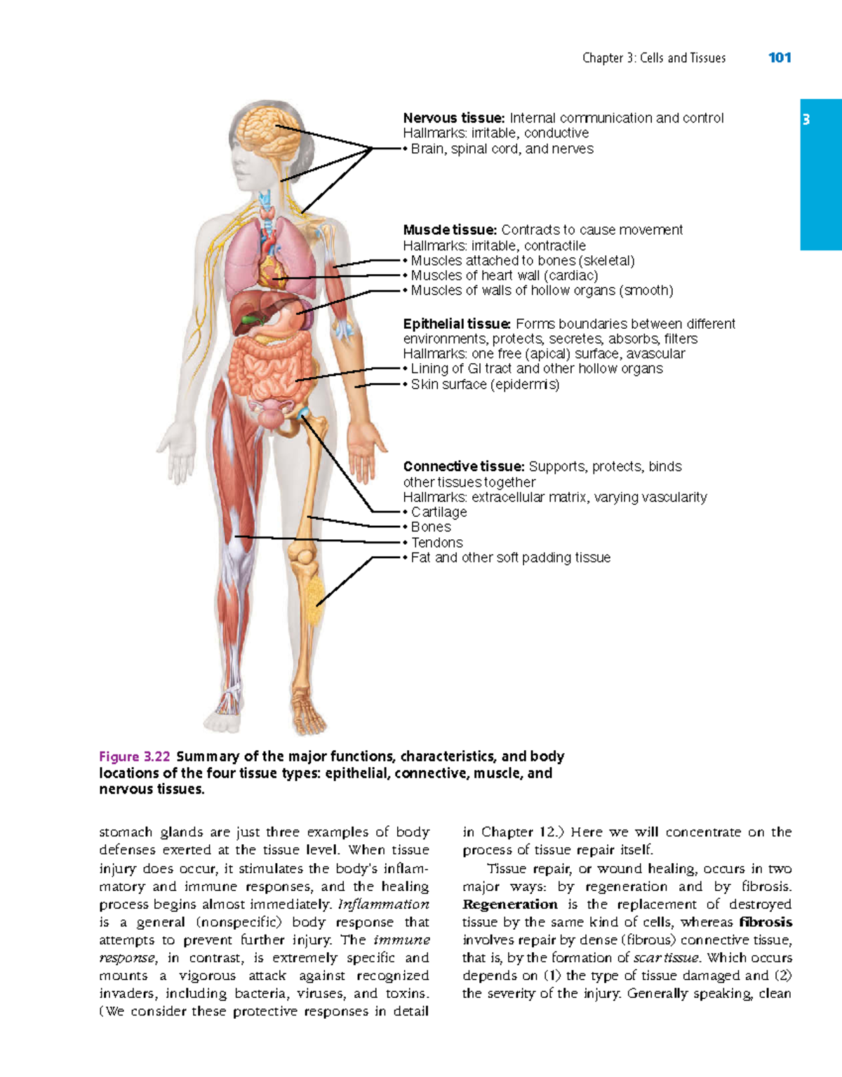 Anatomy and physiology 1-44 - Chapter 3: Cells and Tissues 101 3 in ...