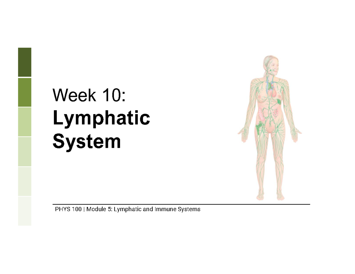 Week 10: Lymphatic System Overview | PHYS 100 Module 5 Notes - Week 10 ...